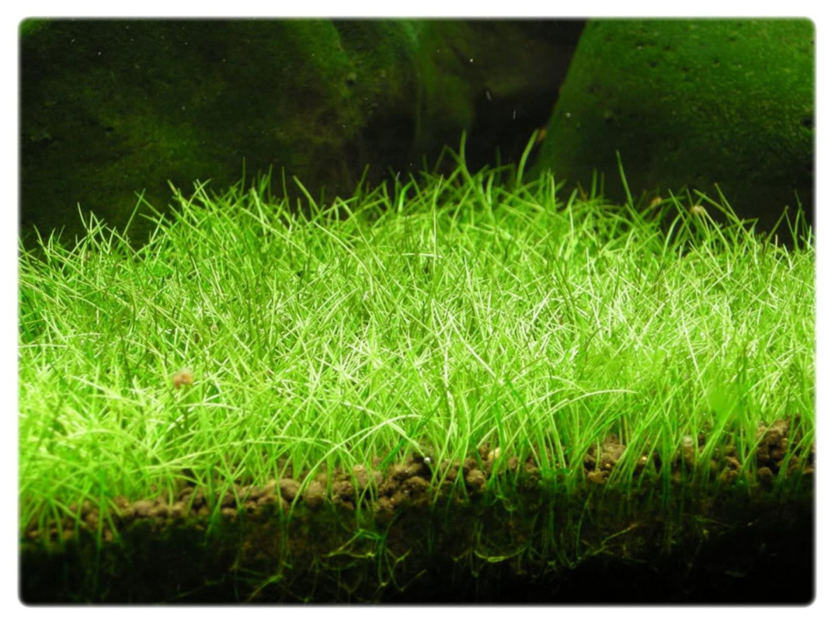 43. Eleocharis sp. MINI PONIKŁO porcja in vitro Sklep Akwarystyczny.EU